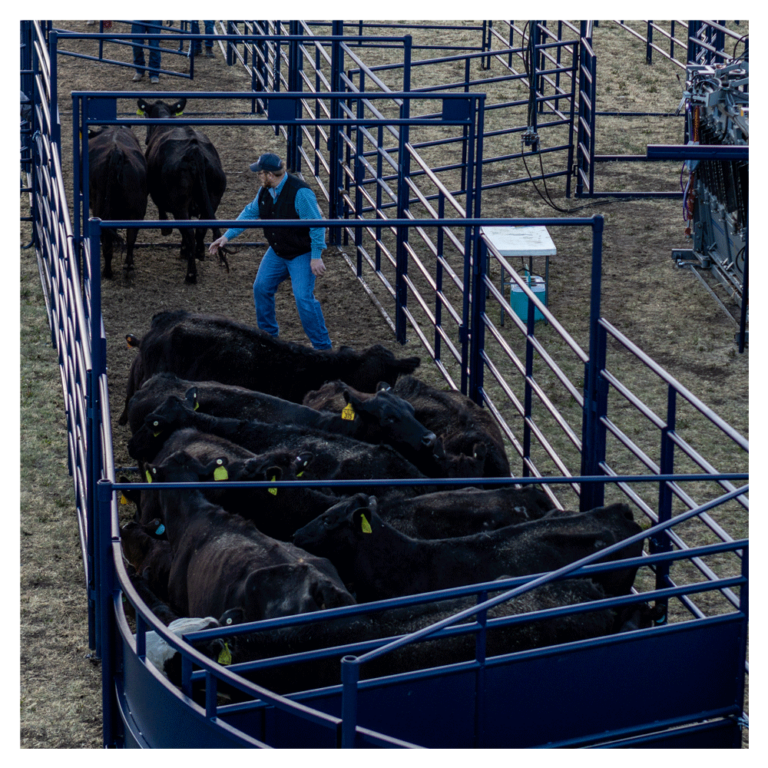 Livestock Handling Equipment | MJE Livestock Equipment Products