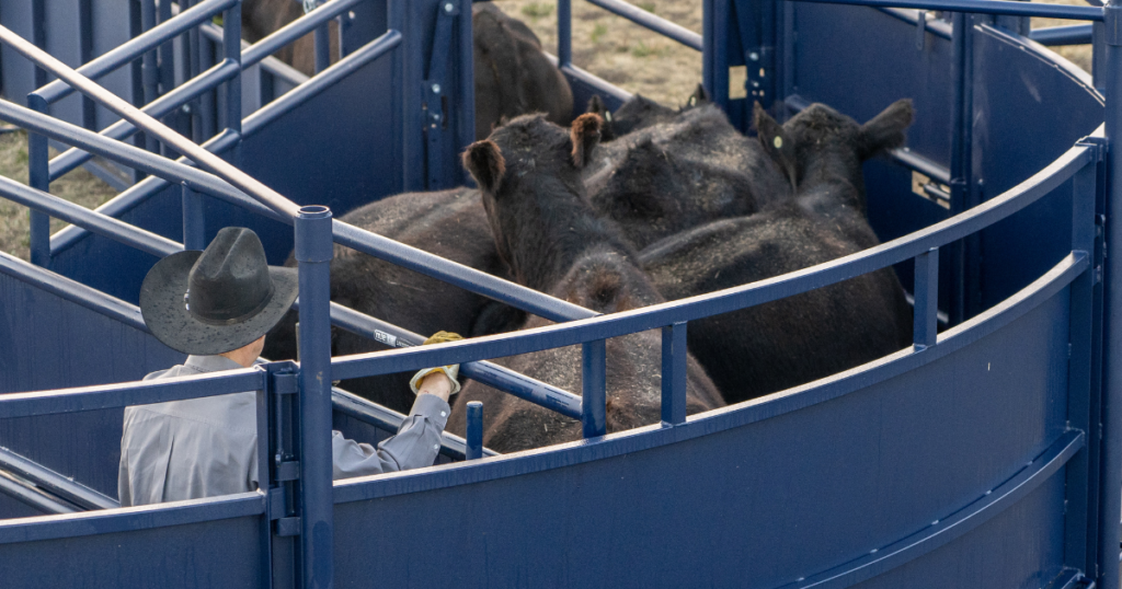 Top 5 Reasons a Modular Corral Boosts Profitability on Your Ranch - MJE ...